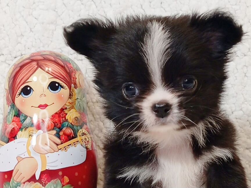 Щенки чихуахуа мини