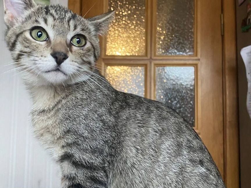 Котенок мальчик бесплатно