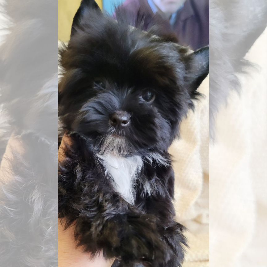 Йоркширский терьер, щенок