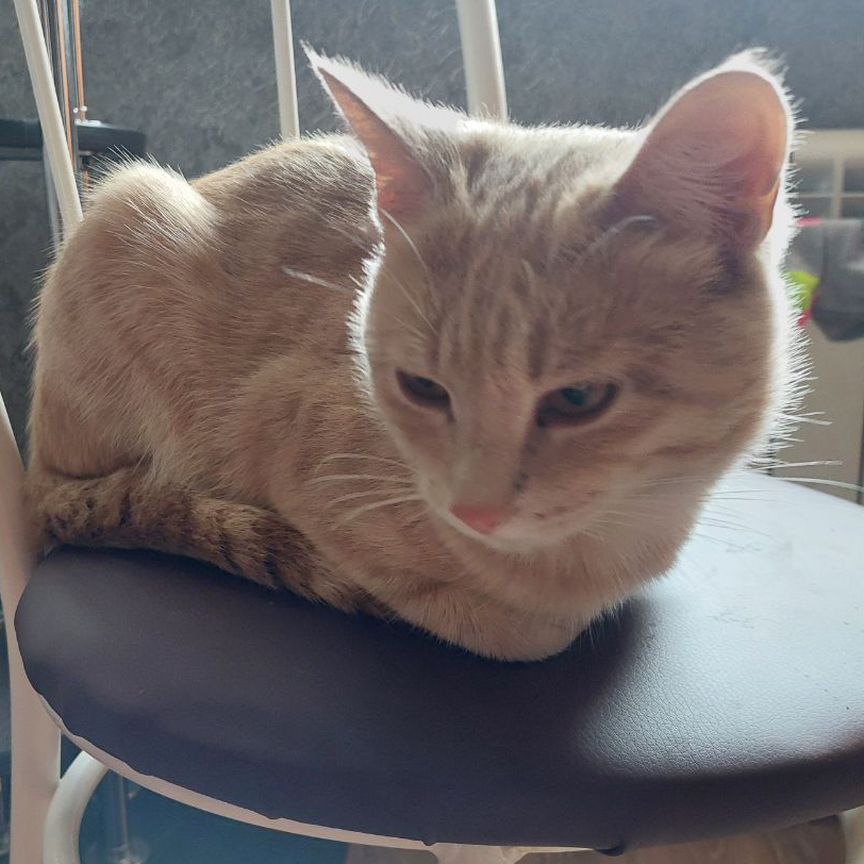 Кот