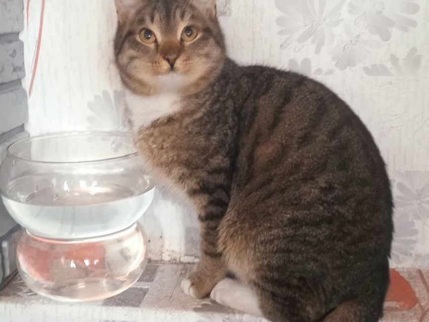 Отдам взрослого кота в добрые руки