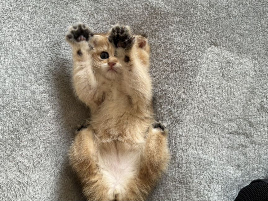 Котята шотландские золотая шиншилла
