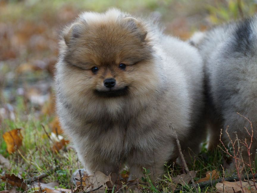 Классные щенки - медвежата