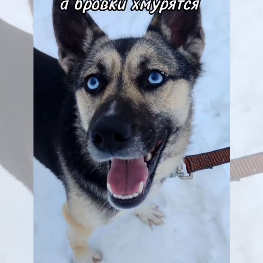 Взрослая собака в добрые руки