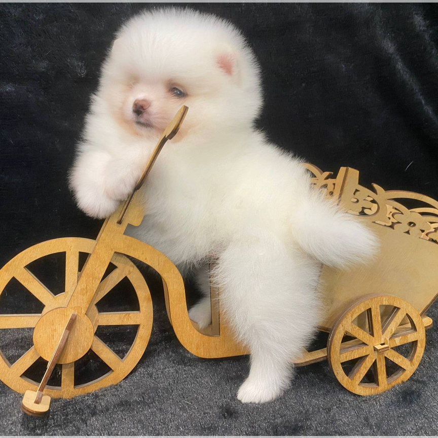 Померанский шпиц, щенок