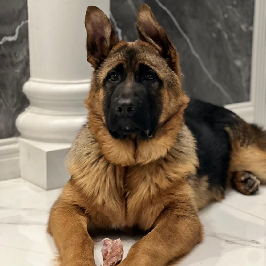 Замечательная девочка породы немецкая овчарка