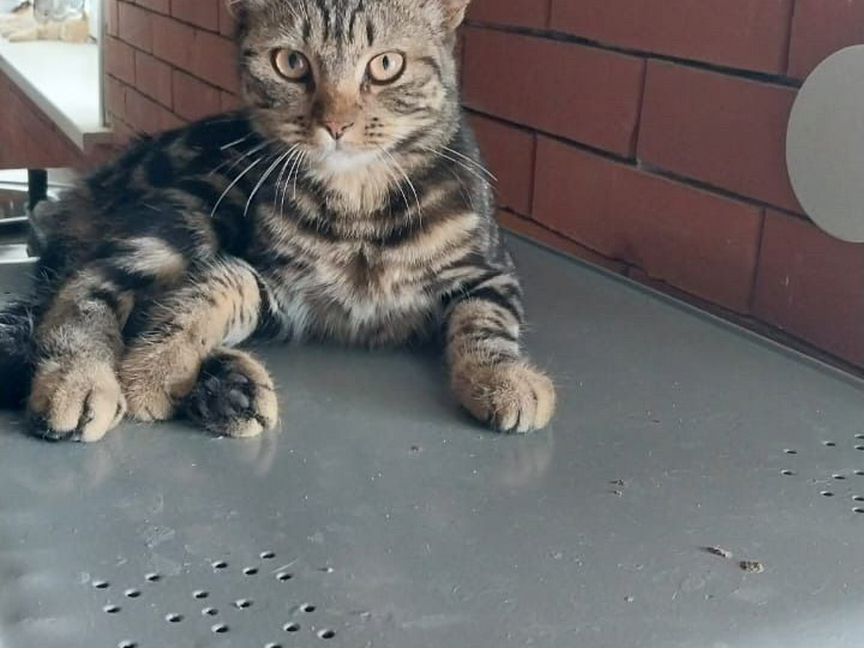 6мес мальчик. Шотландский прямоухий