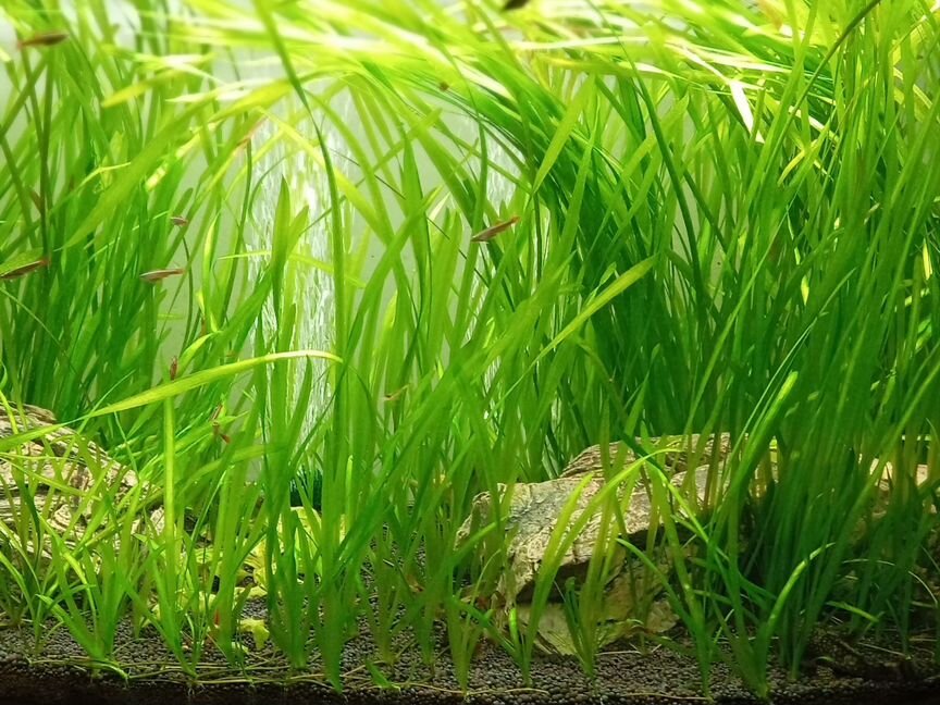 Аквариумное растение - валлиснерия прямая