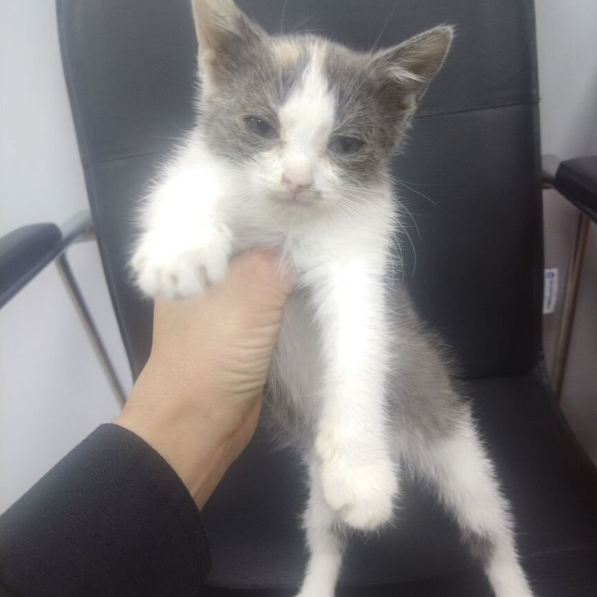 Кот (маленький котёночек) Рябчик ищет дом