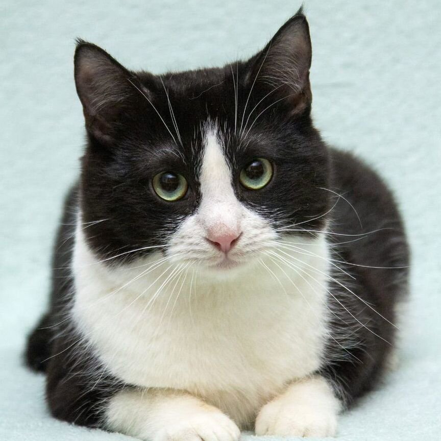 Молодой котик в добрые руки