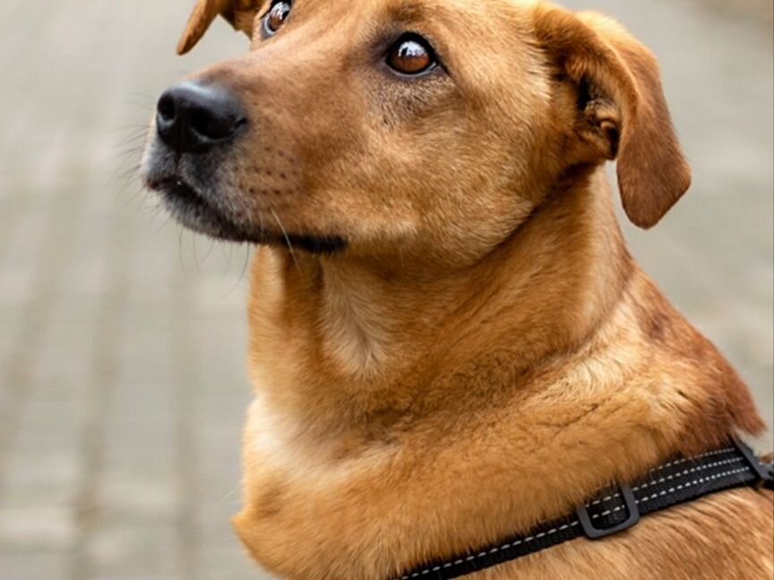 Собака в добрые руки