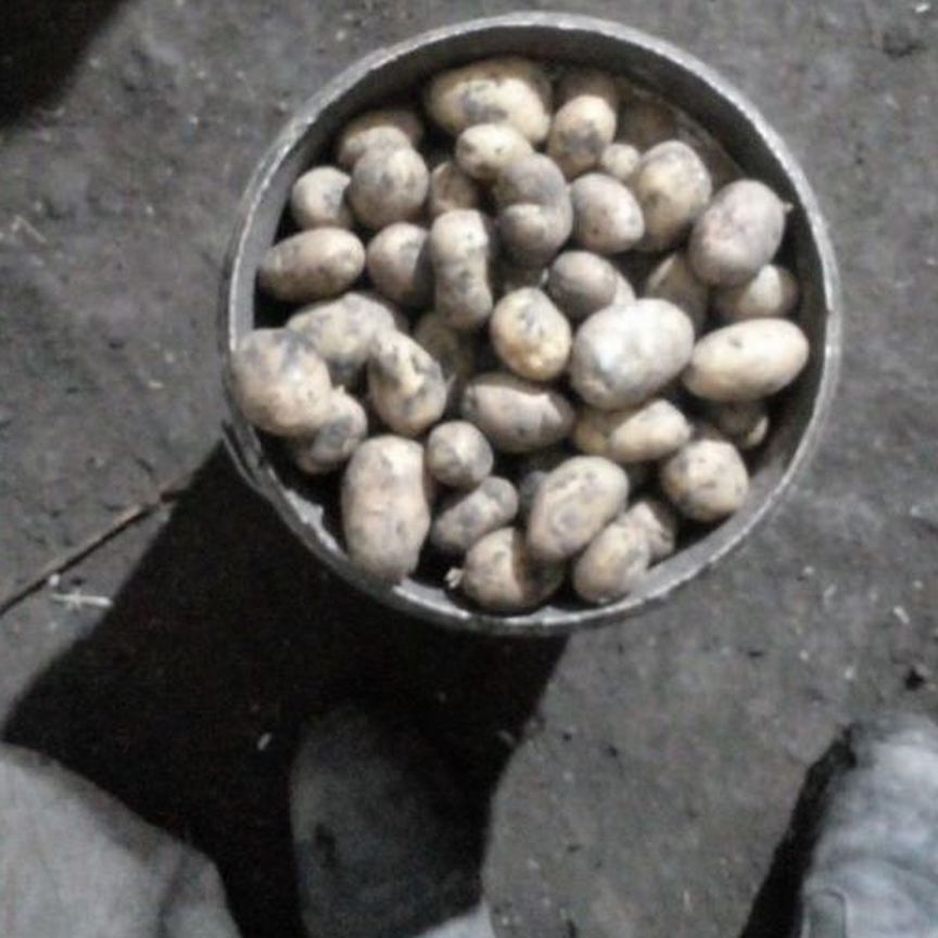 Товары для животных