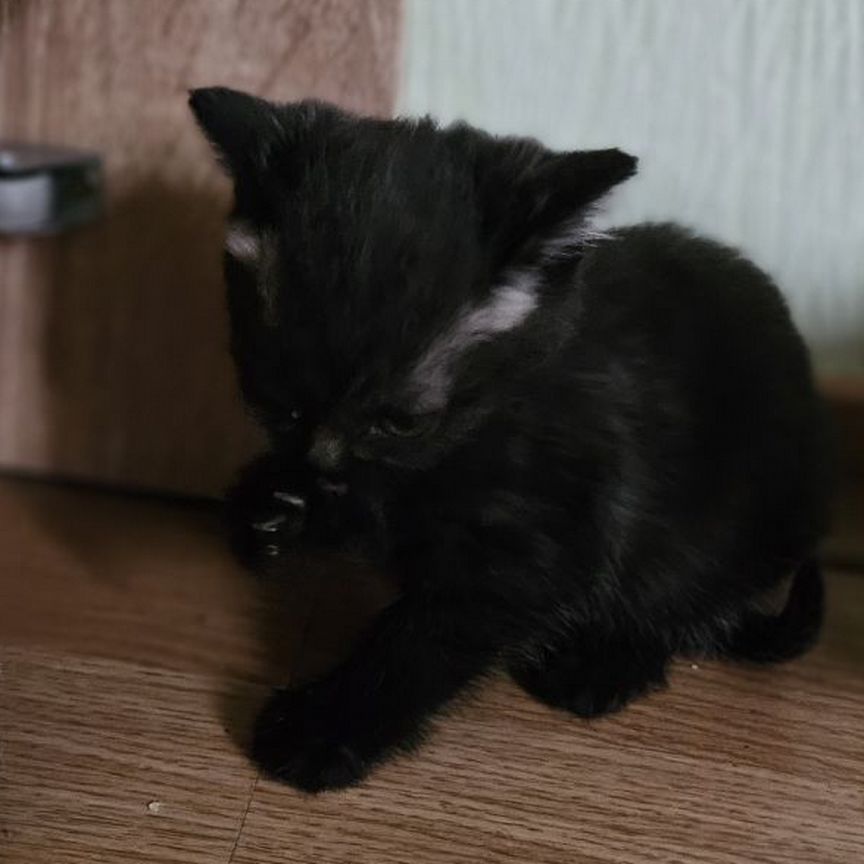 Шотландские прямоухие котята