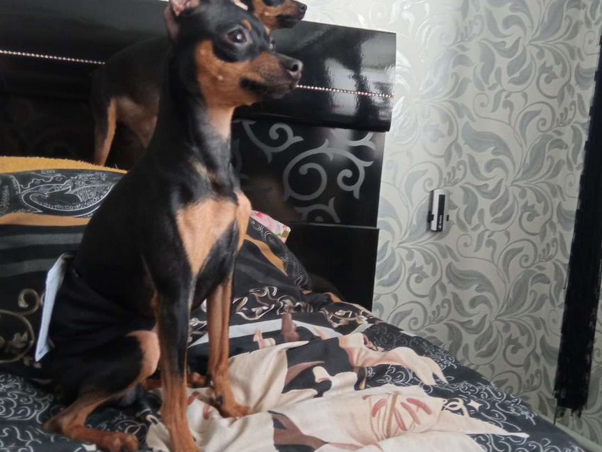 Вязка Той-Тертер