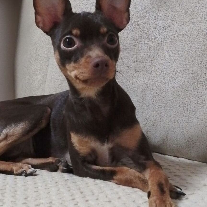 Русский той-терьер, взрослая собака