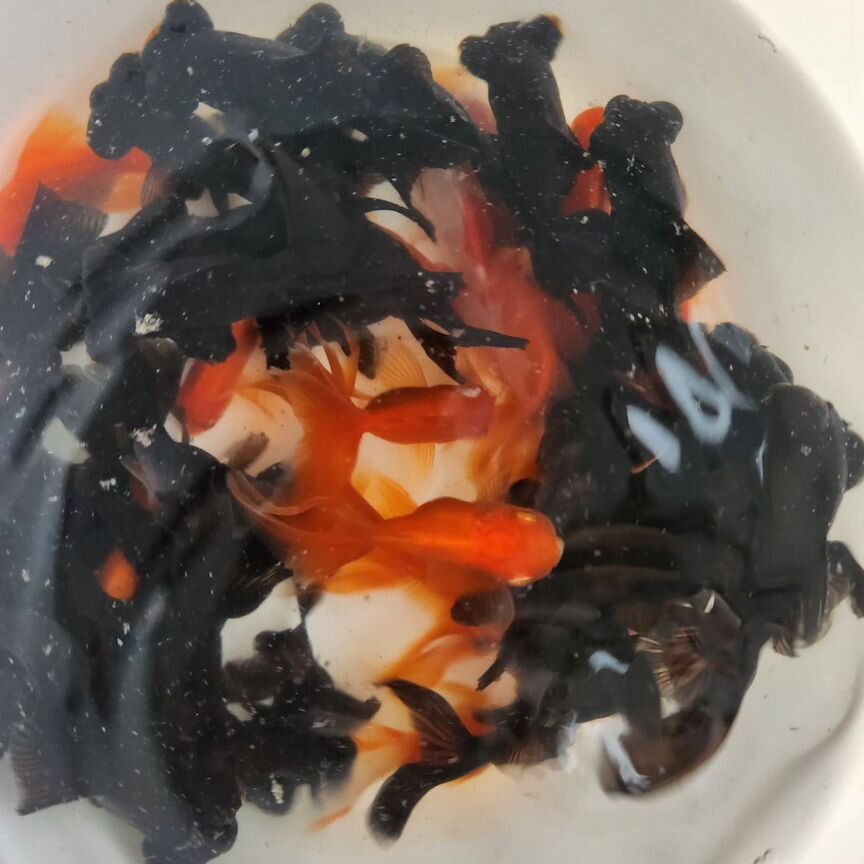 Телескоп и золотые