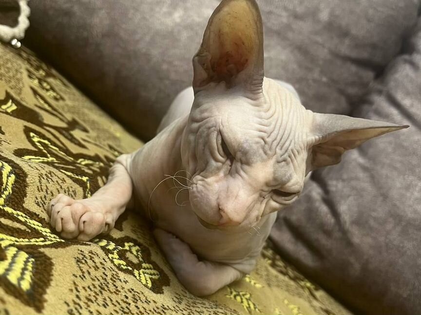 Кошка сфинкс