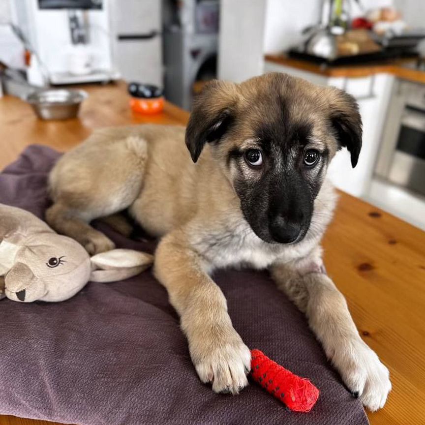 Щенок в добрые руки