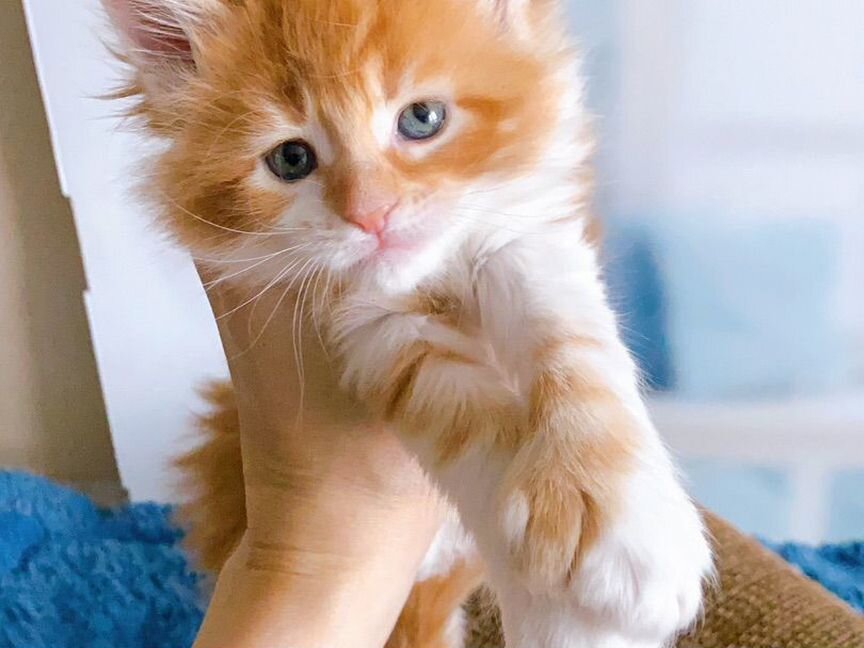 Мейн-кун полидакт