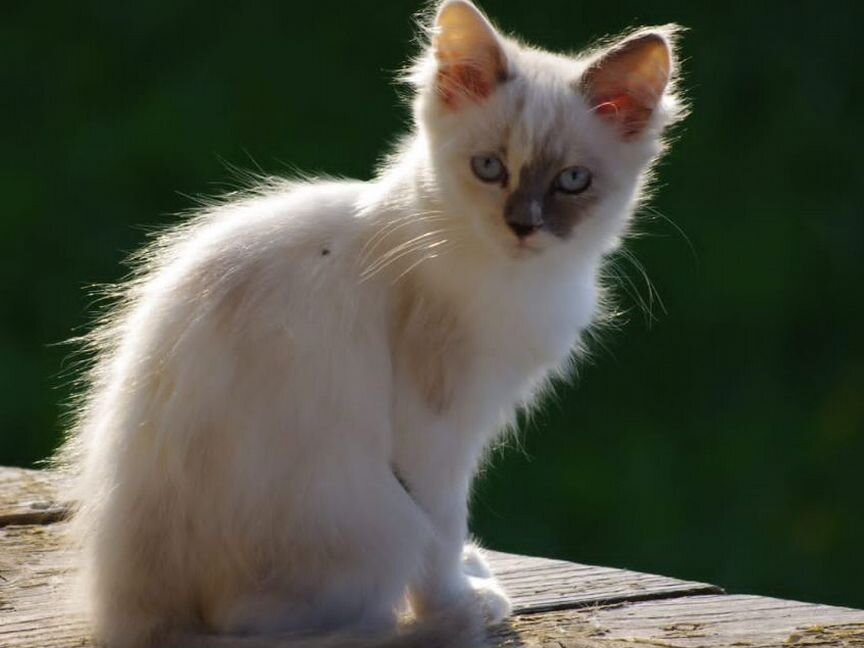 Котёнок ищет дом