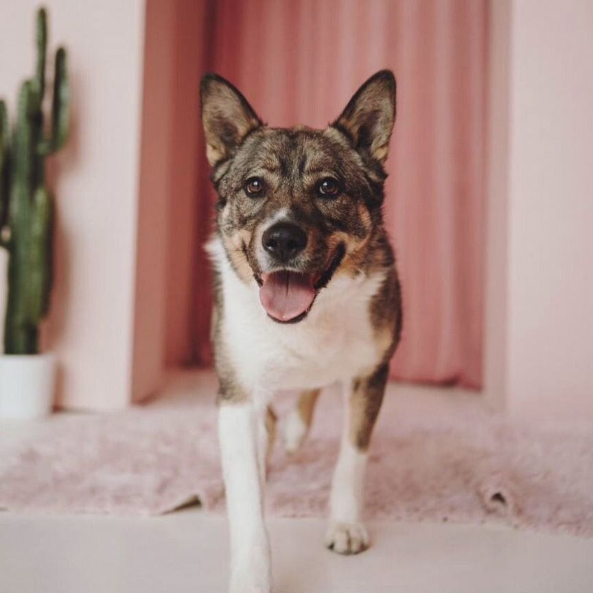 Взрослая собака в добрые руки