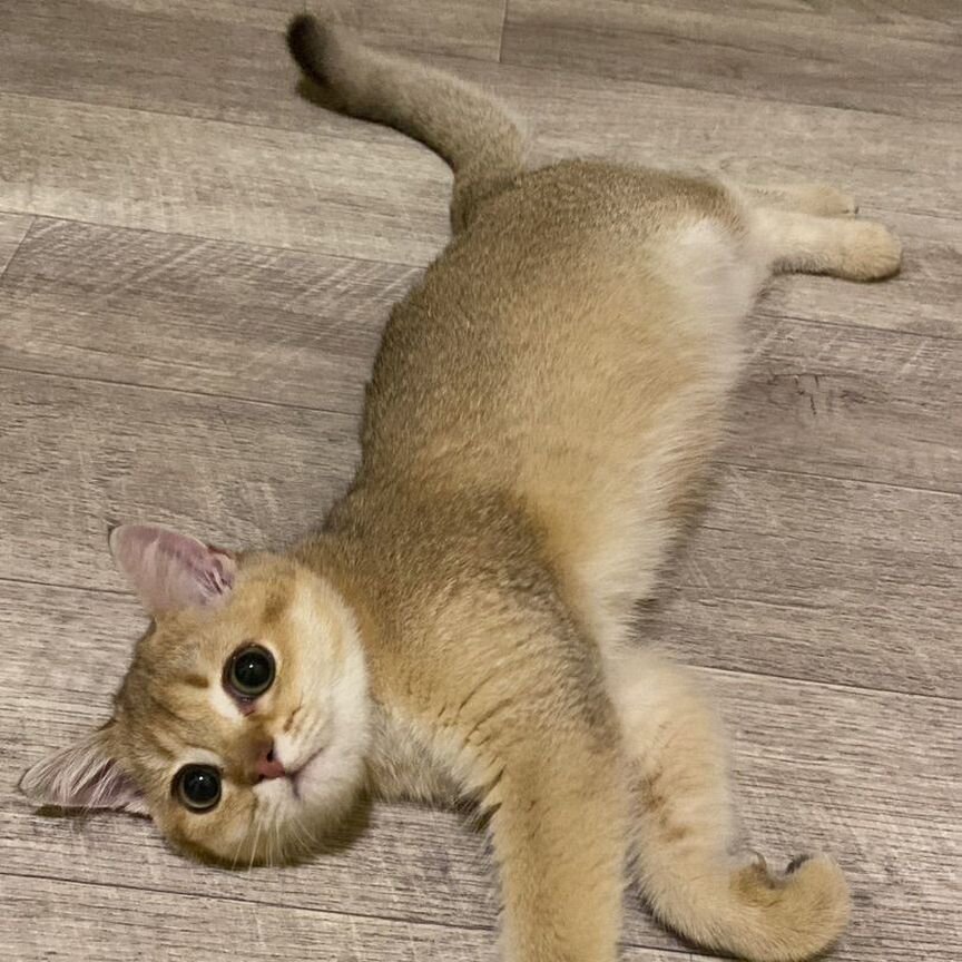 Отдам кота в добрые руки