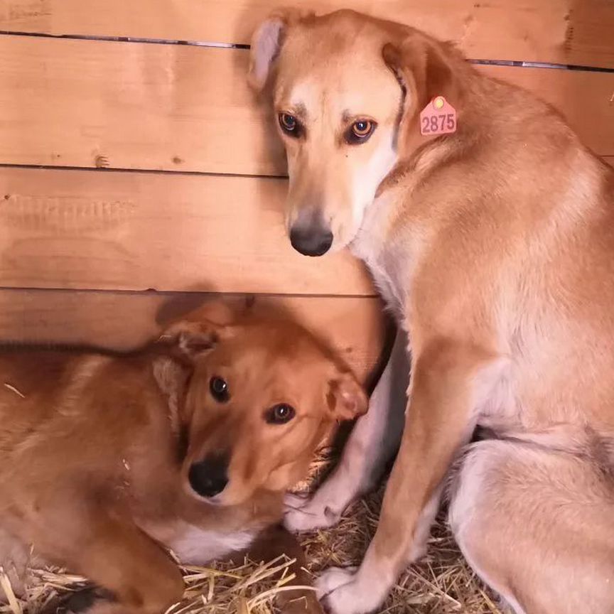 Взрослая собака в добрые руки