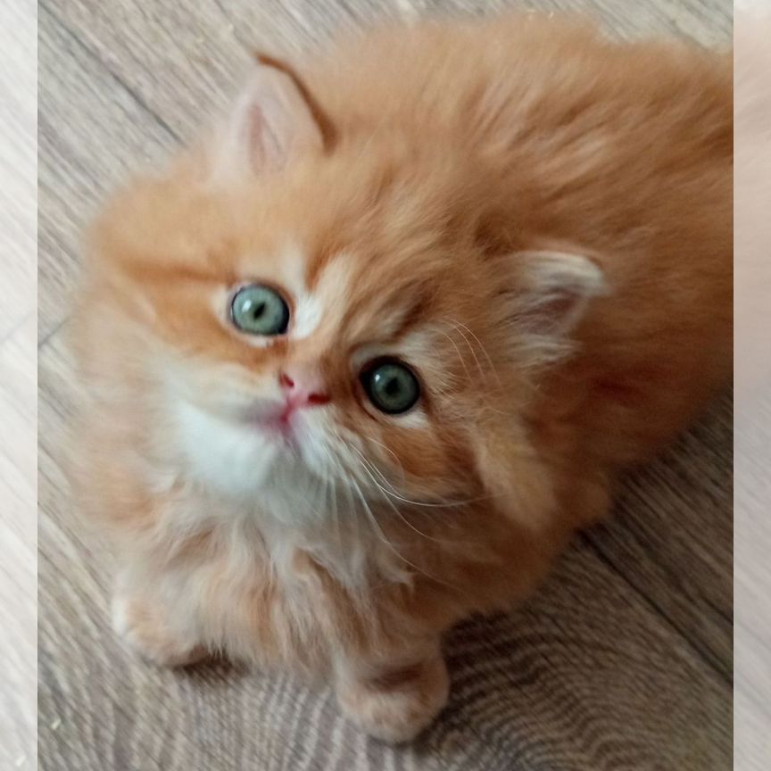 Шотландский прямоухий длинношёрстный котёнок