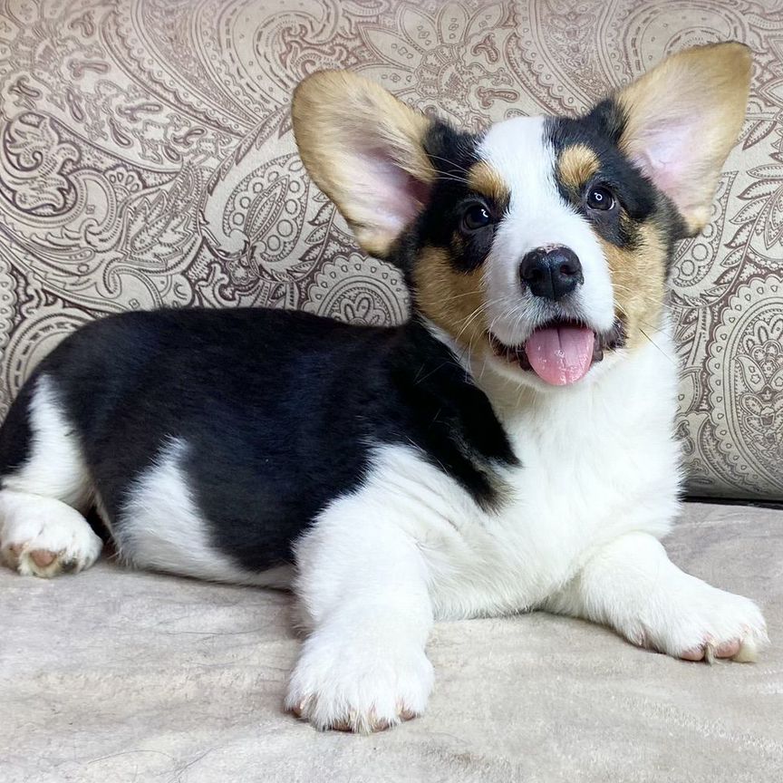 Вельш Корги Кардиган, щенок