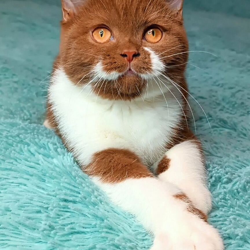 Британские котята от питомника
