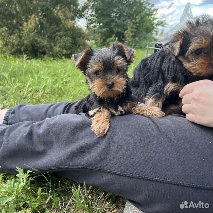 Щенок йоркширского терьера девочка Офелия