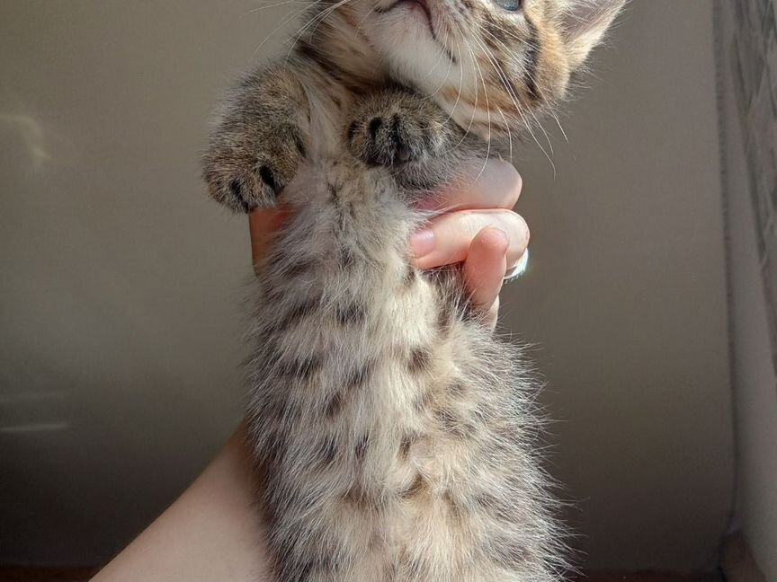 Котёнок