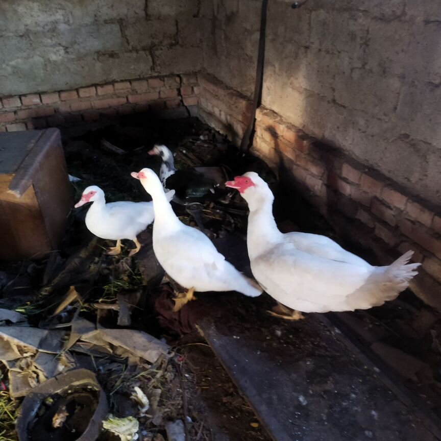 Утки, индоутки