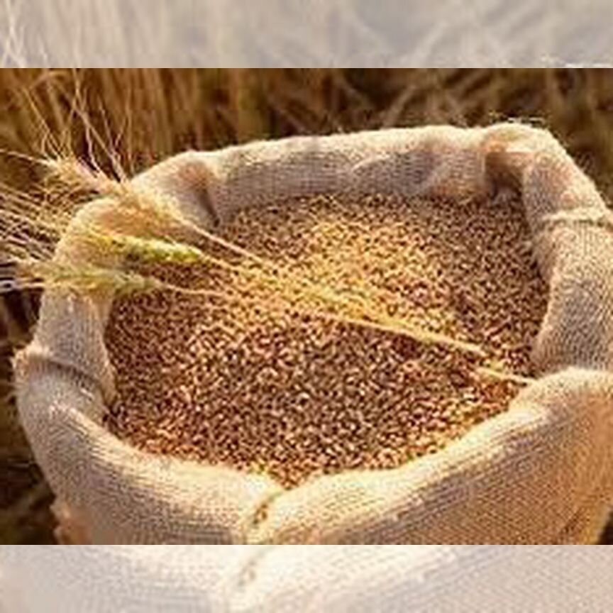 Зерно пшеница ячмень