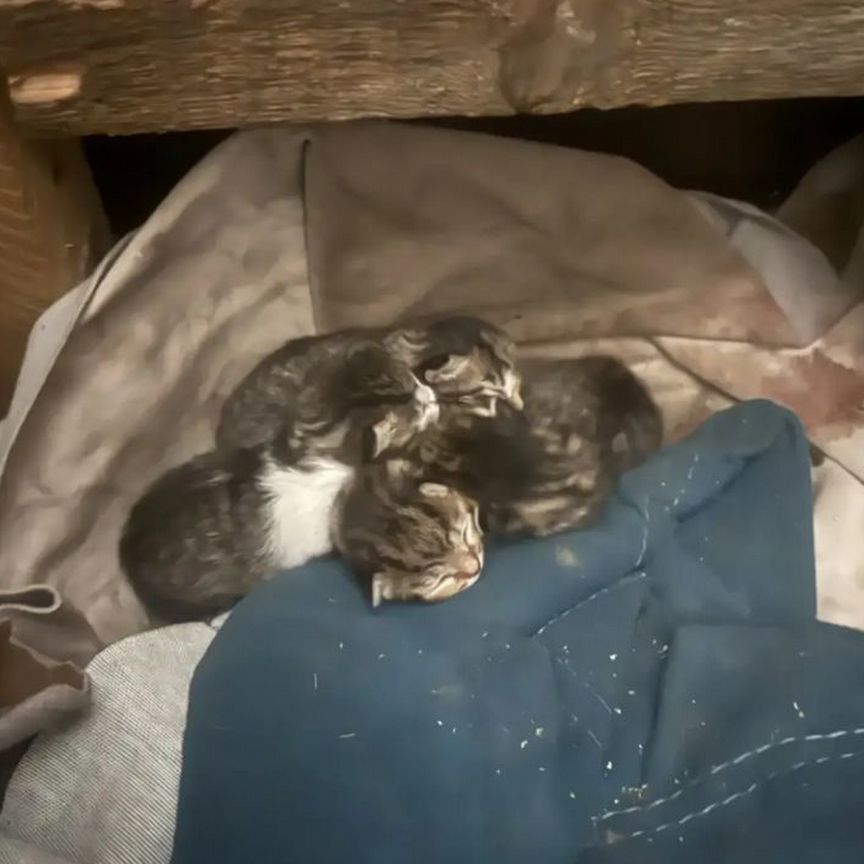 Котёнок в добрые руки
