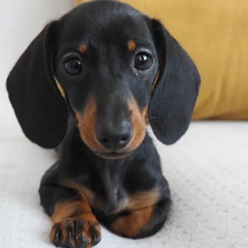 Карликовая такса, щенок