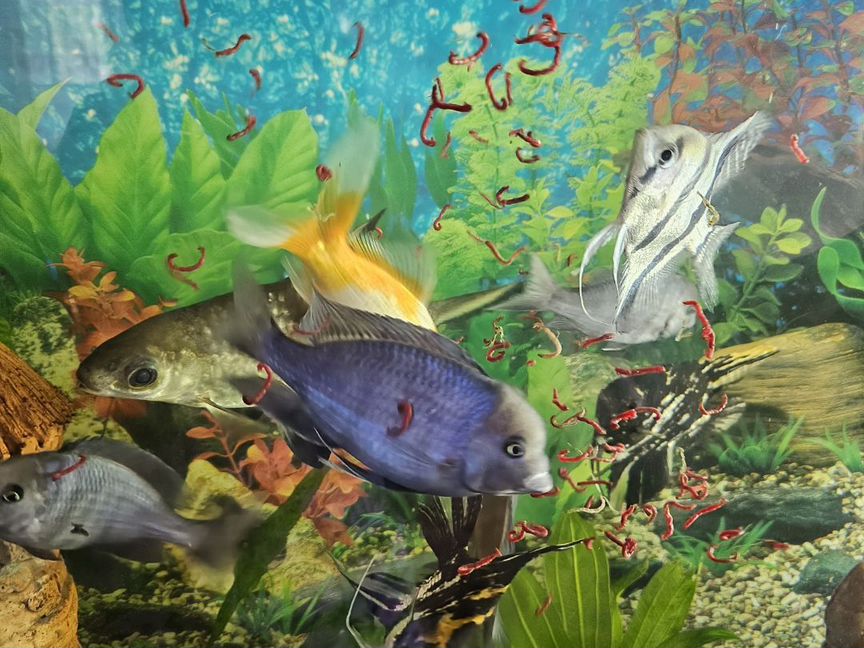 Рыбы, Голубые дельфины