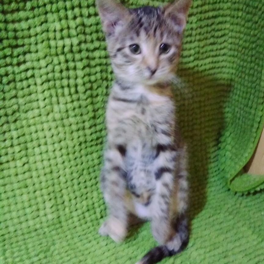 Котенок девочка 2,5 мес