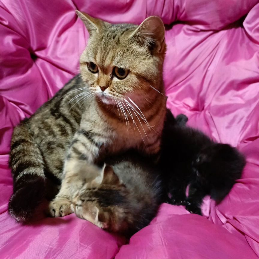 Британские котята