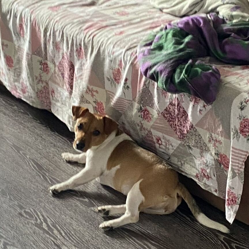 Джек-рассел-терьер, взрослая собака