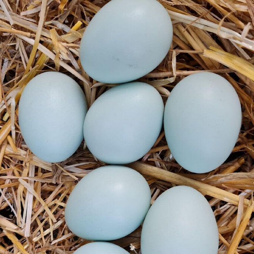 Инкубационное яйцо "Сильверудд"