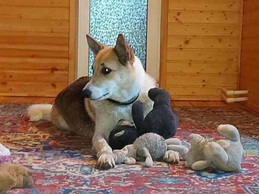 Ищем доброго хозяина