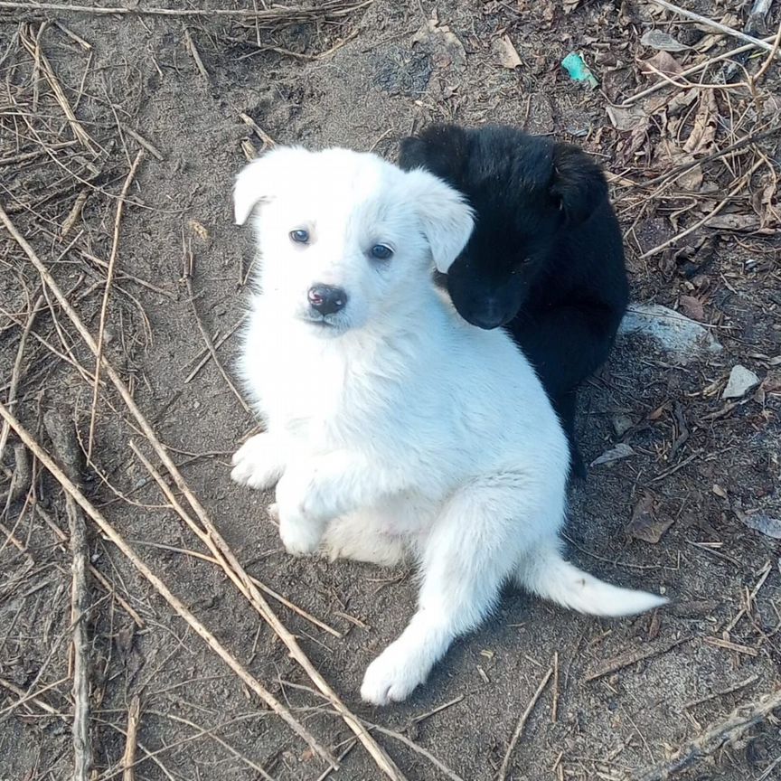 Щенок в добрые руки