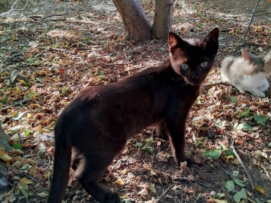 Котики бесплатно в добрые руки