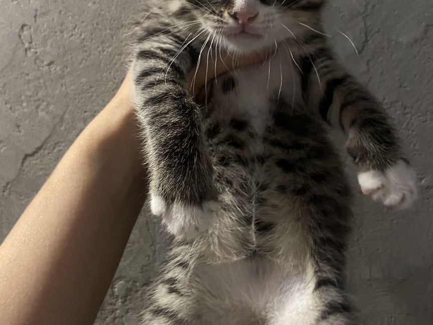 Кот вислоухий