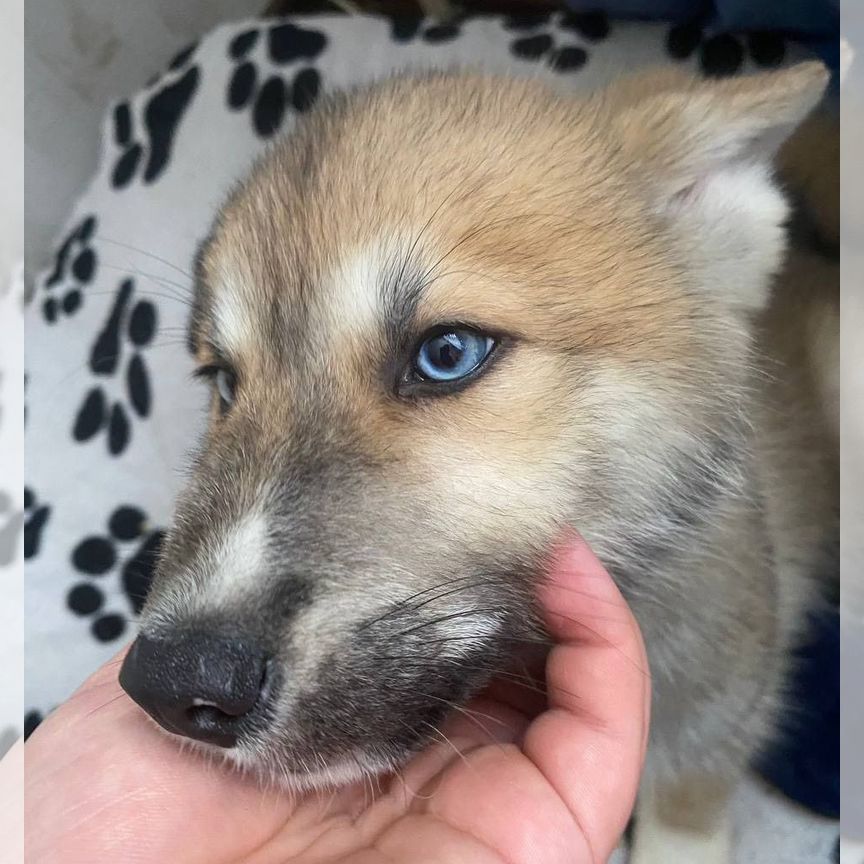 Продам собаку в хорошие руки