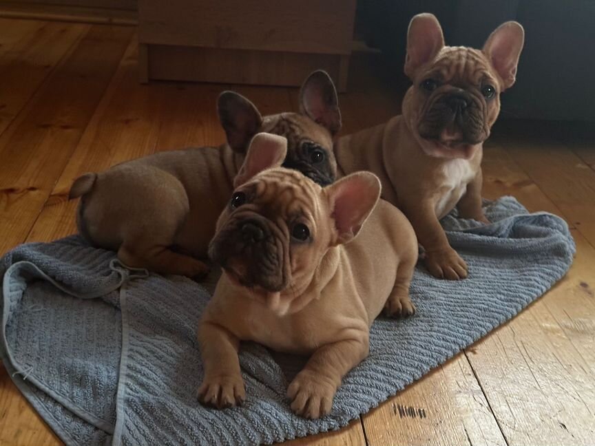 Французский бульдог щенки девочка