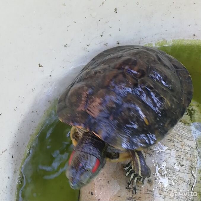 Черепашка красноухая бесплатно