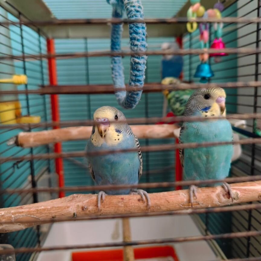 Птенцы волнистого попугая