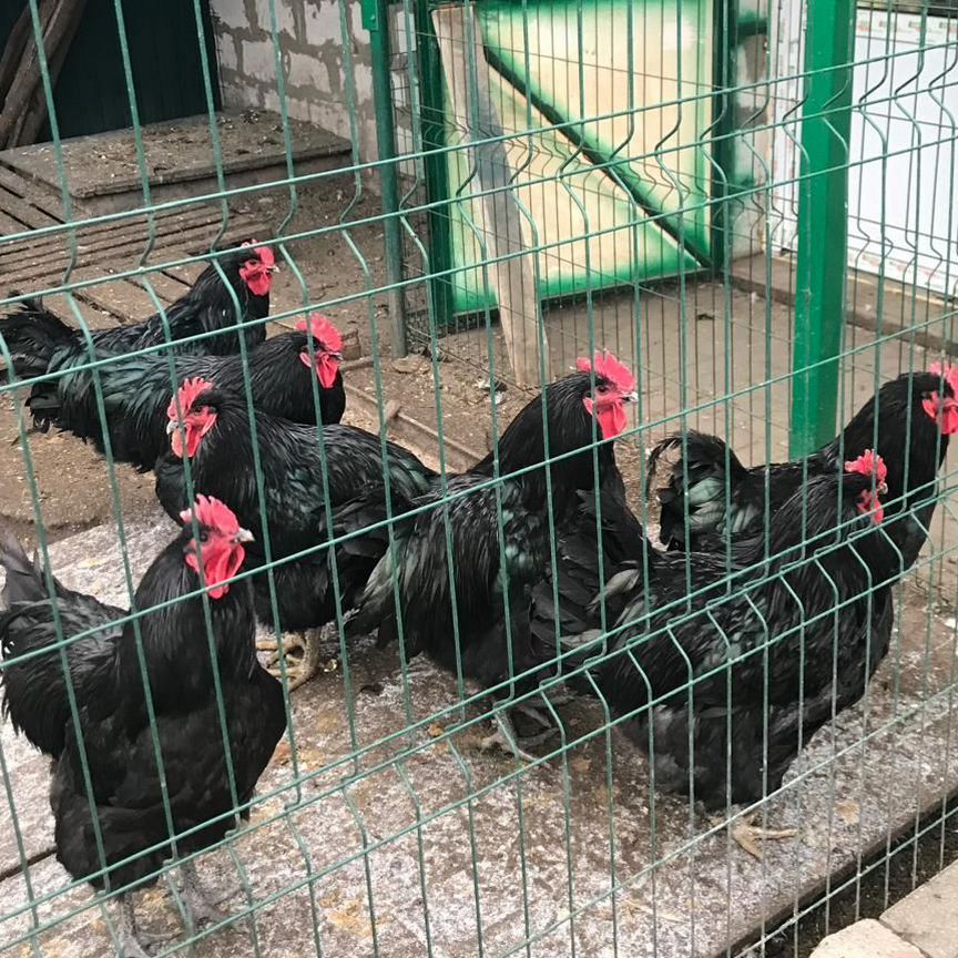 Петушки Джерсийский гигант